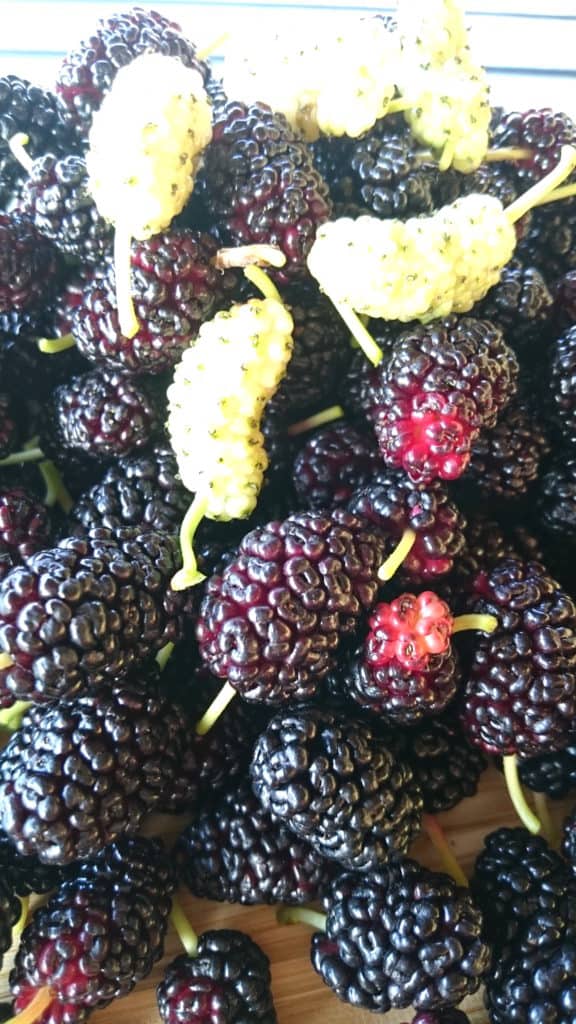 SUGAR FREE MULBERRY SWEETS-CANDIES - Queen Keto